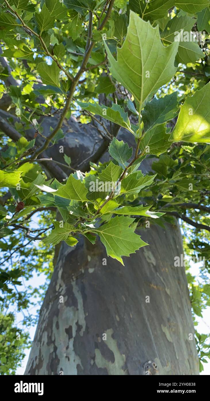 American sycamore (Platanus occidentalis Stock Photo - Alamy