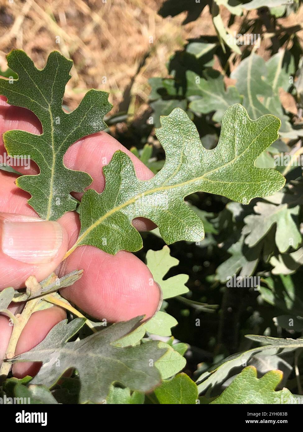 valley oak (Quercus lobata Stock Photo - Alamy