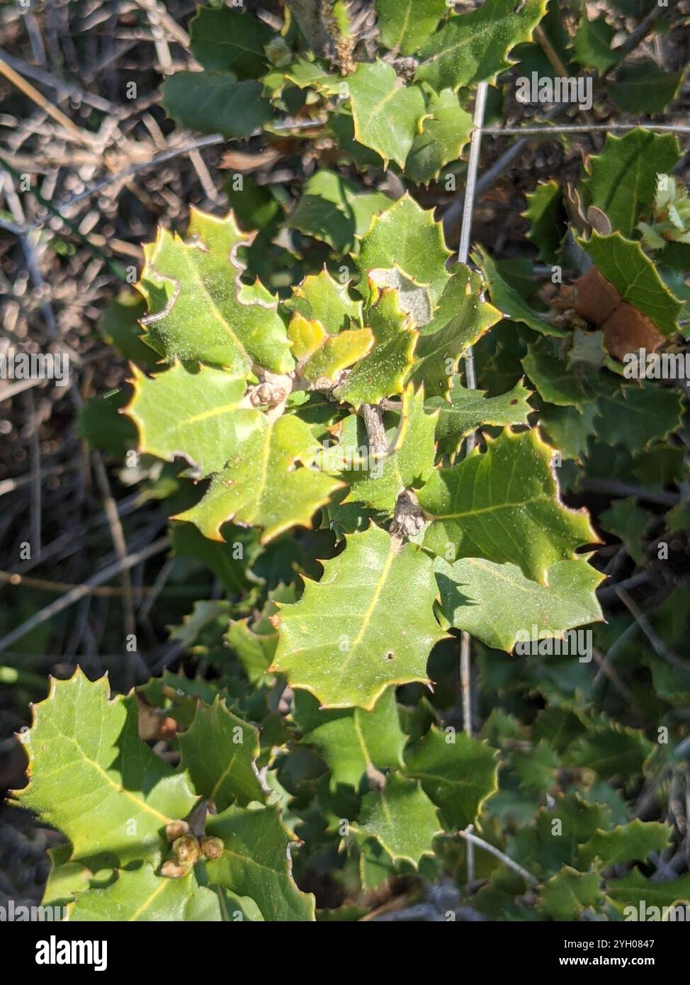 evergreen oak (Quercus ilex Stock Photo - Alamy