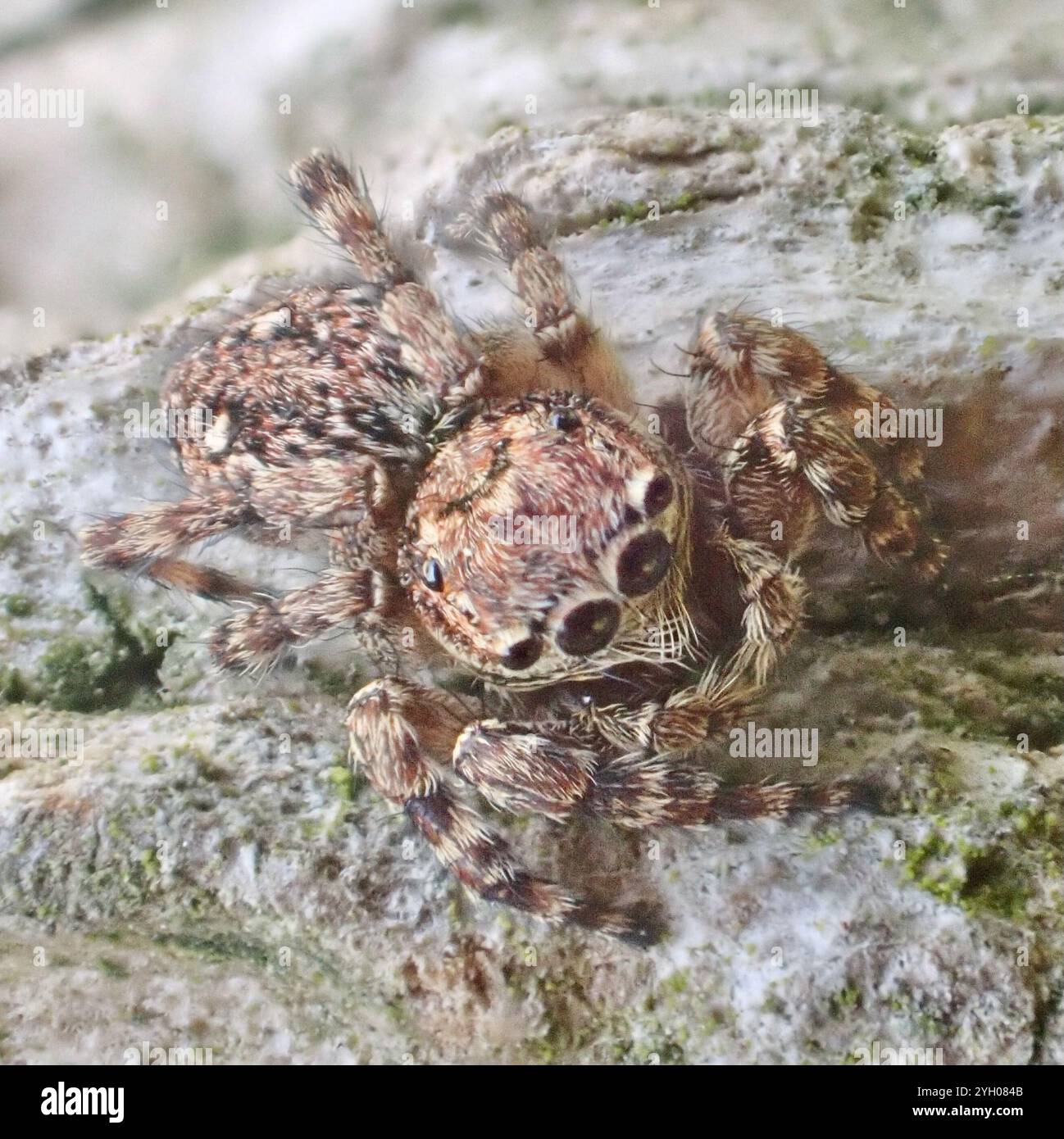 Attulus pubescens hi-res stock photography and images - Alamy