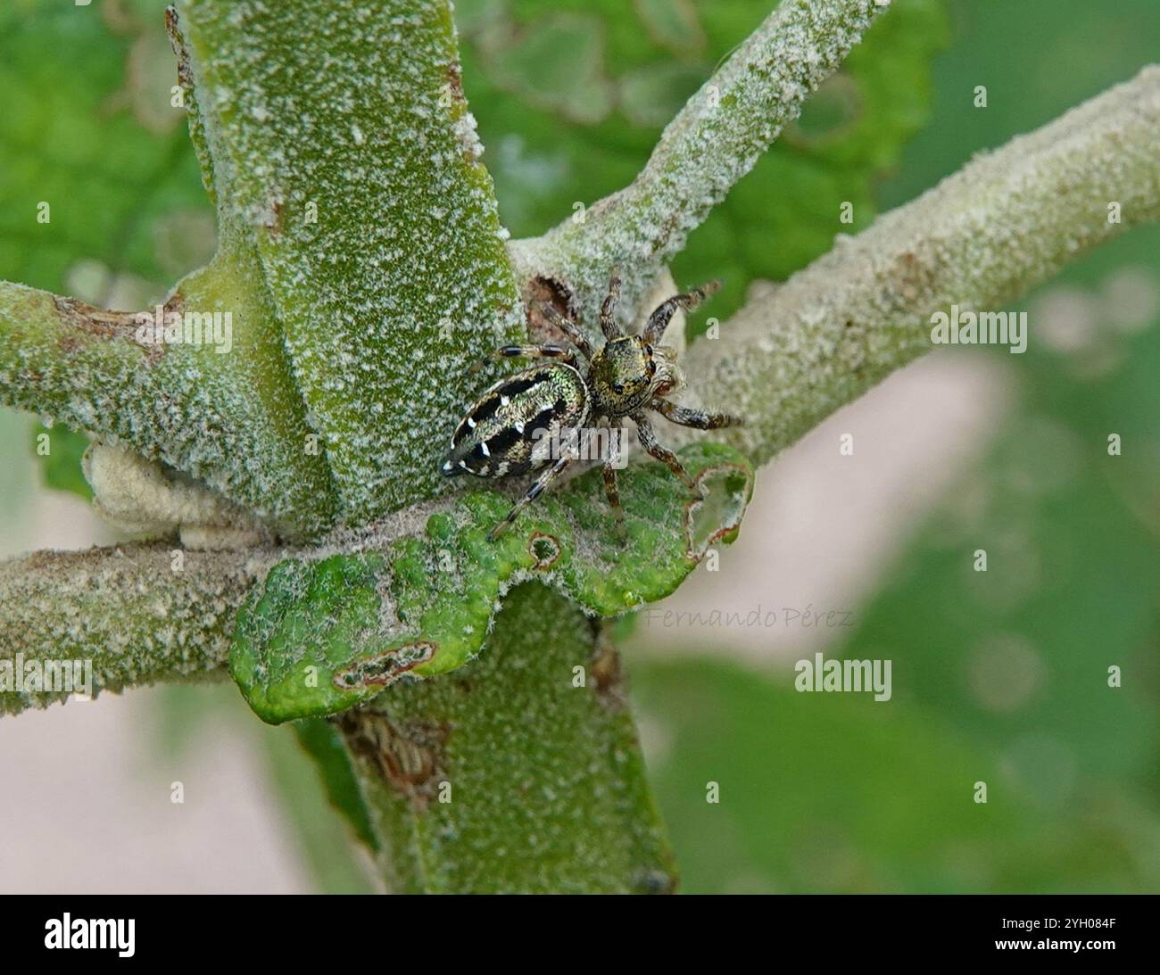 Golden Jumping Spider (Paraphidippus aurantius Stock Photo - Alamy
