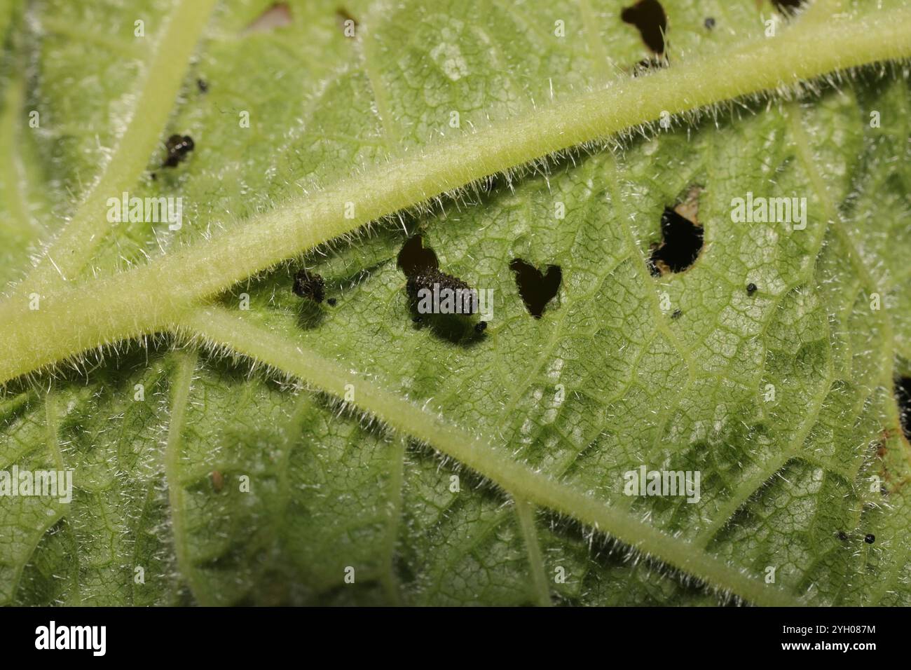 Celery leaf beetle (Phaedon tumidulus Stock Photo - Alamy