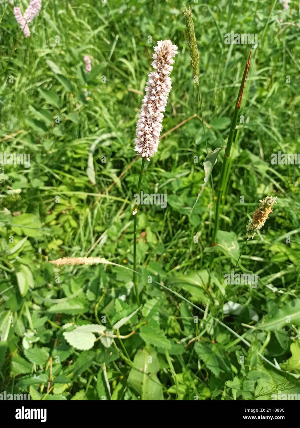 common bistort (Bistorta officinalis Stock Photo - Alamy