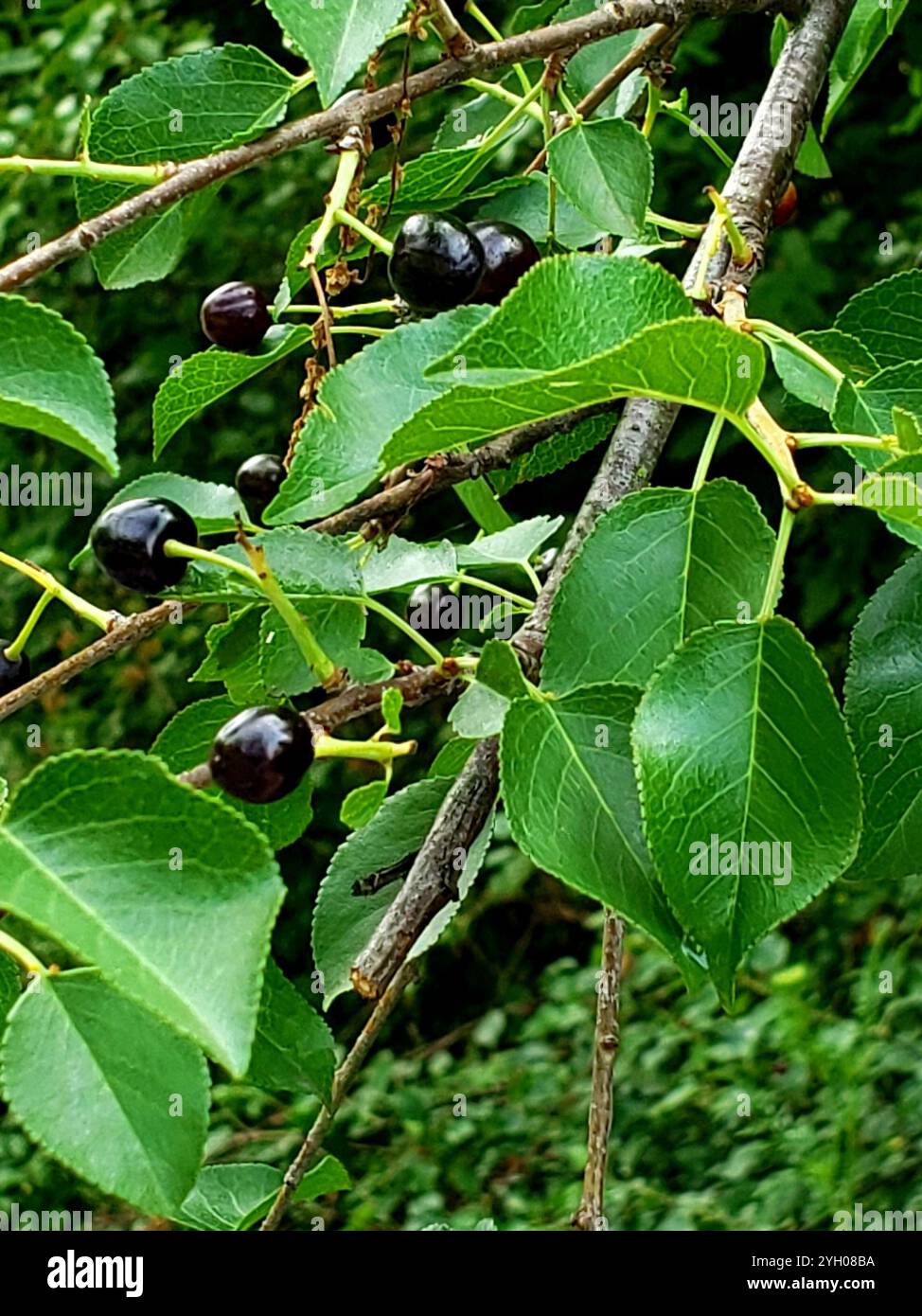chokecherry (Prunus virginiana Stock Photo - Alamy