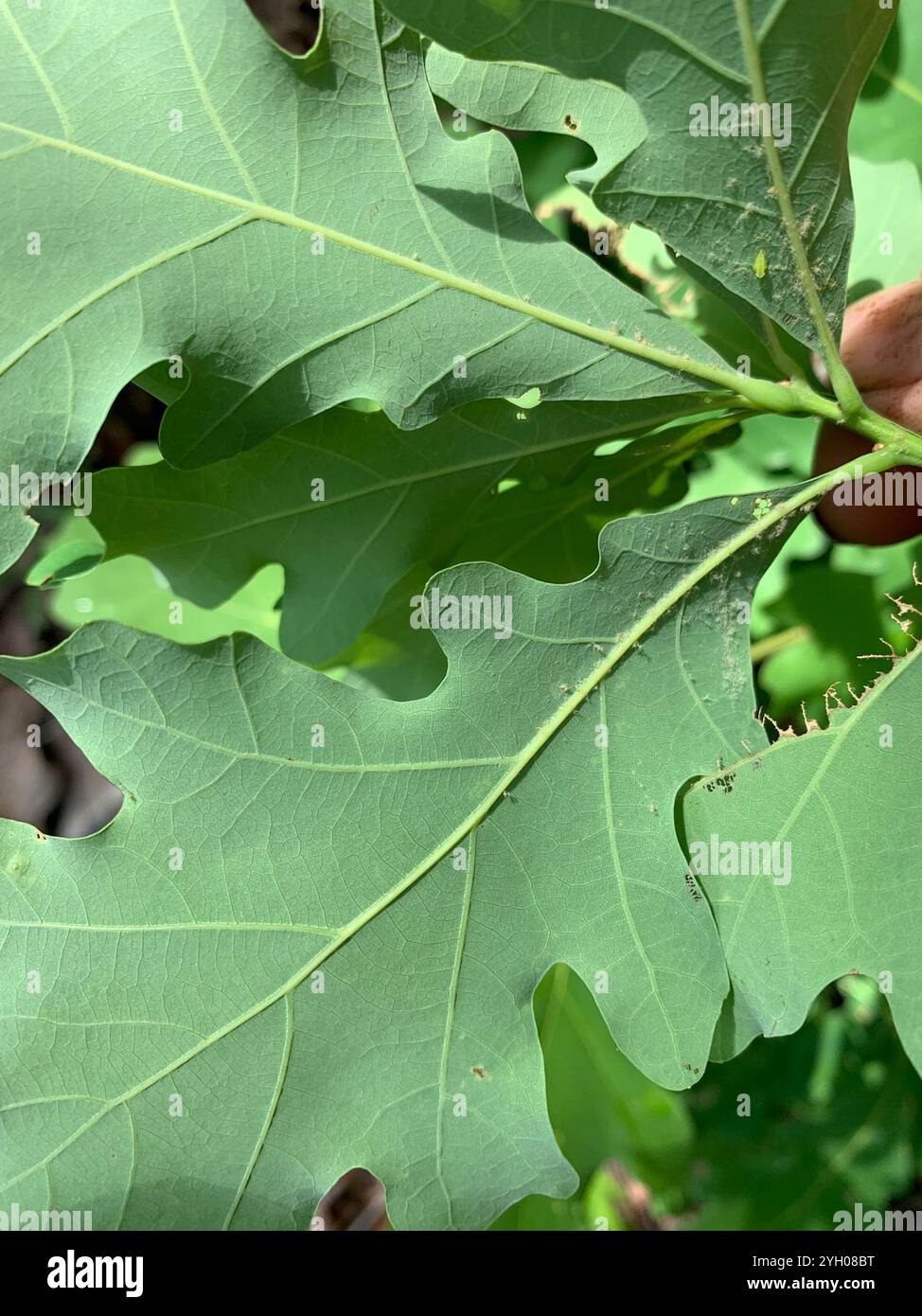 white oak (Quercus alba Stock Photo - Alamy