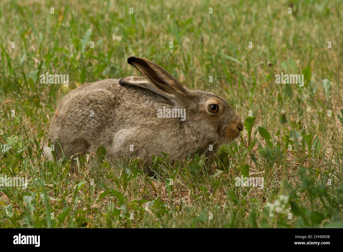 White-tailed Jackrabbit (Lepus townsendii Stock Photo - Alamy