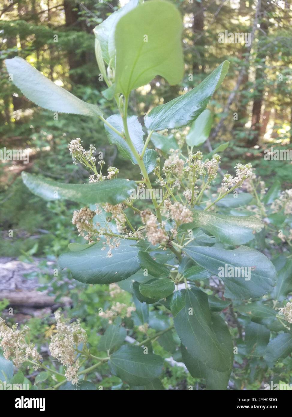 Snowbrush Ceanothus (Ceanothus velutinus Stock Photo - Alamy