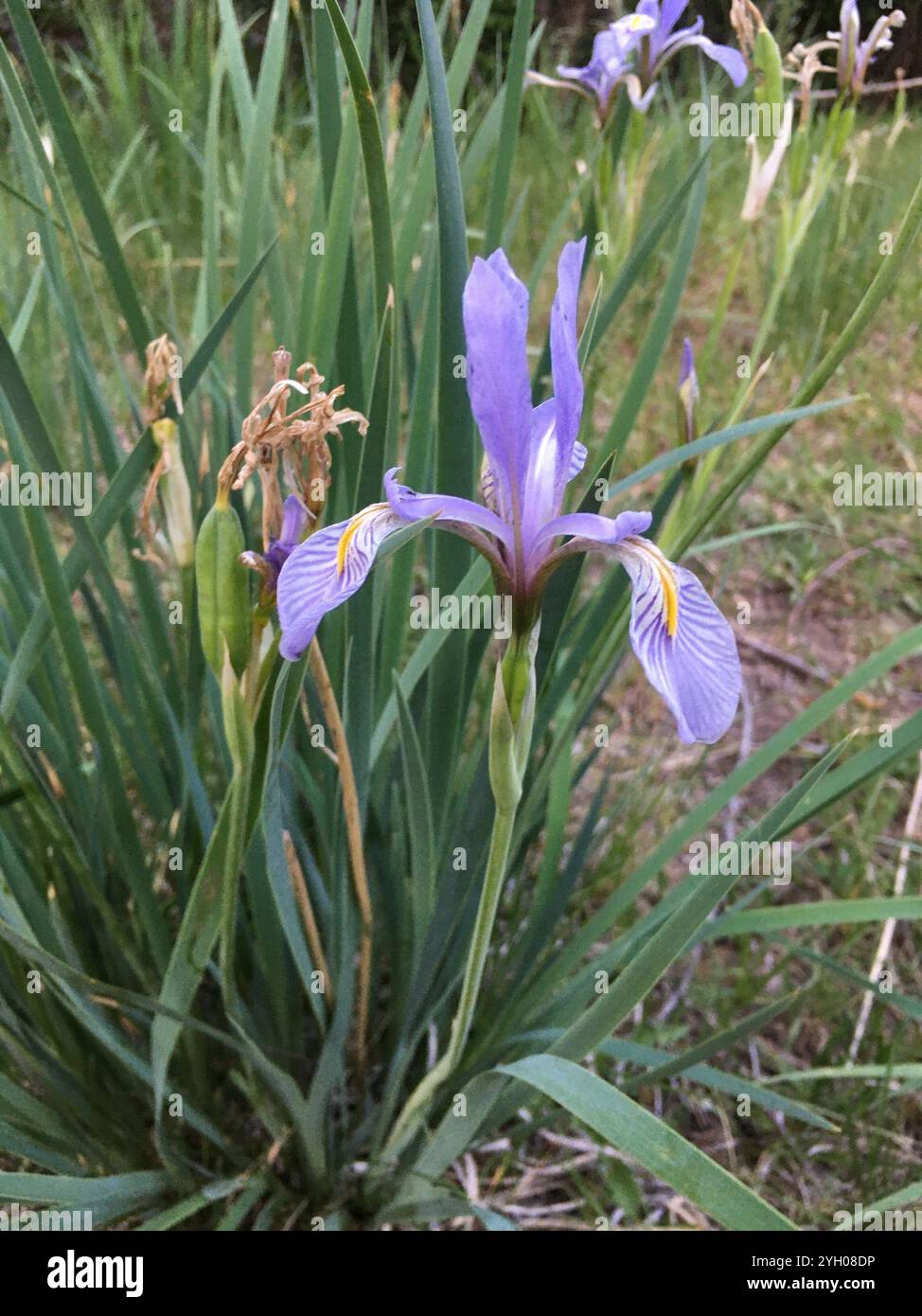 western blue flag (Iris missouriensis Stock Photo - Alamy