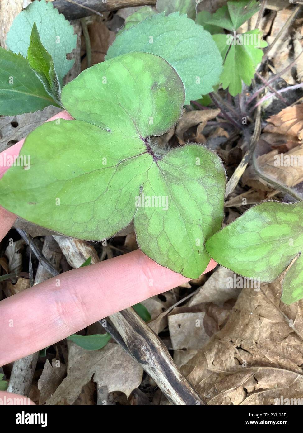 sharp-lobed hepatica (Hepatica acutiloba Stock Photo - Alamy
