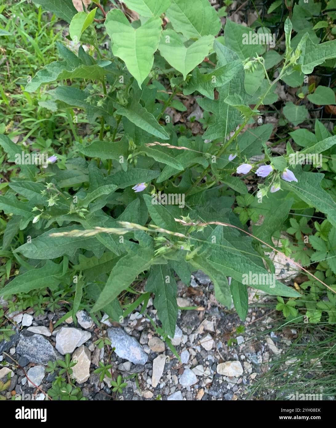 Carolina horsenettle (Solanum carolinense Stock Photo - Alamy