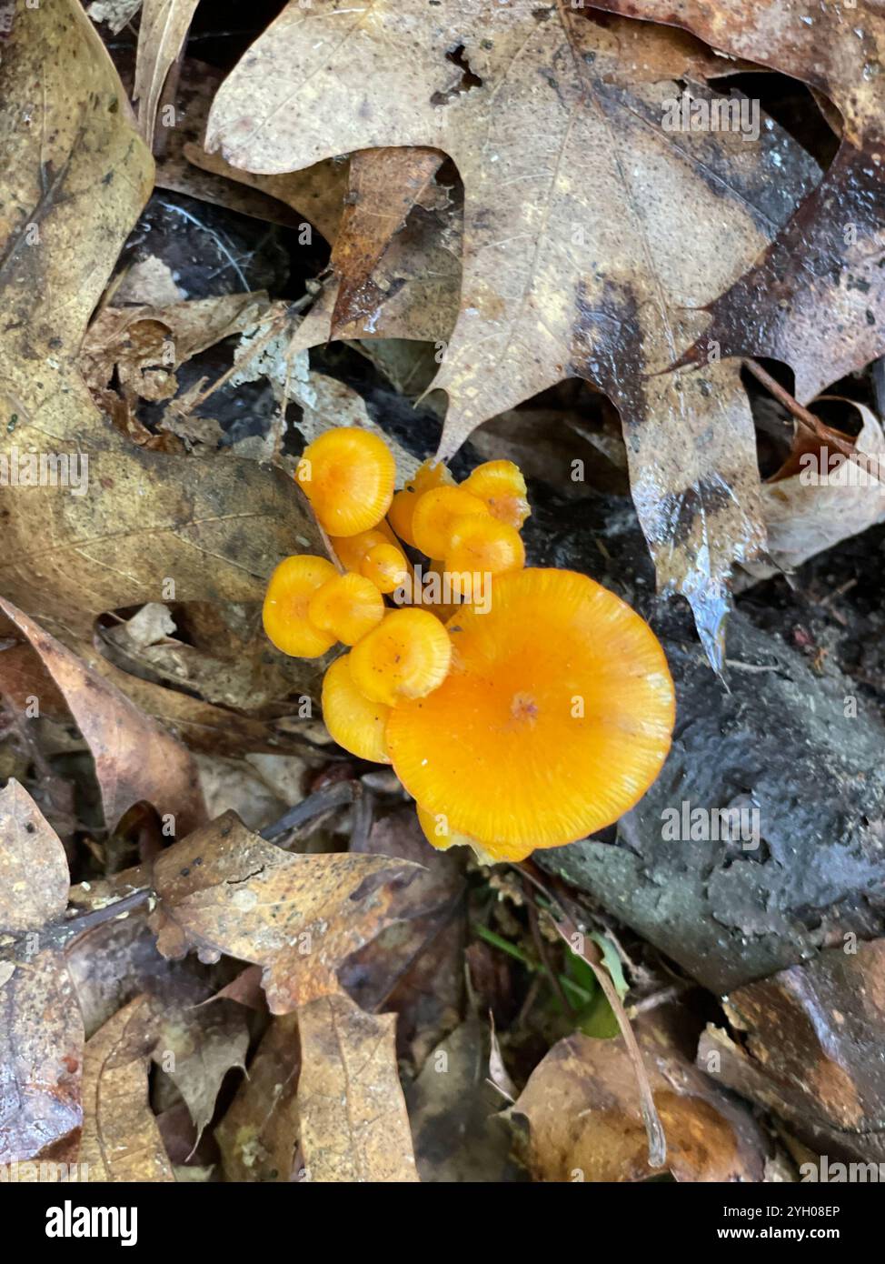 orange mycena (Mycena leaiana Stock Photo - Alamy