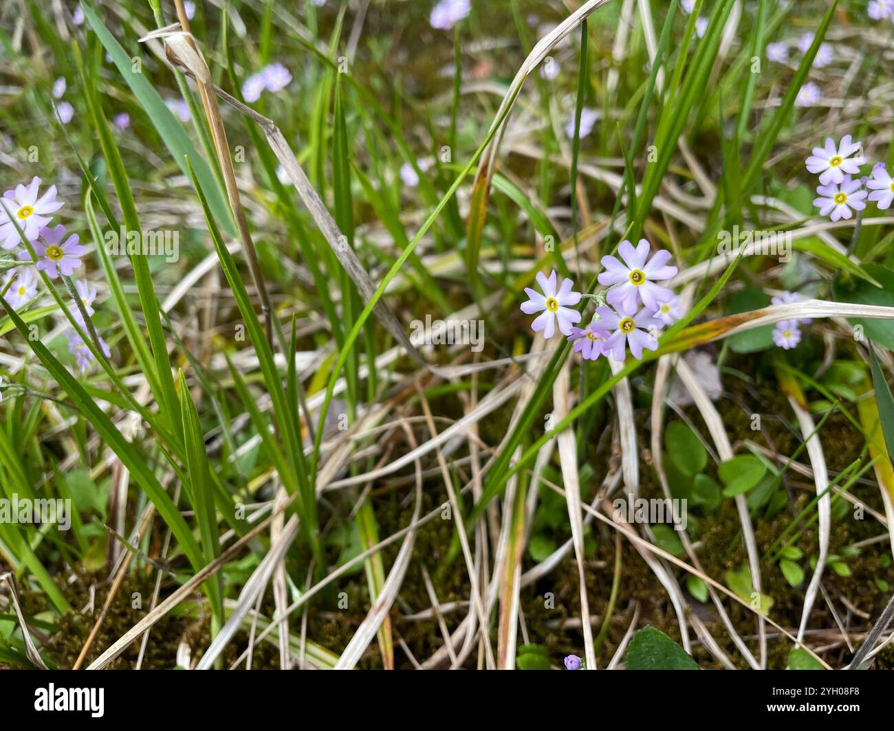 Mistassini Primrose (Primula mistassinica Stock Photo - Alamy