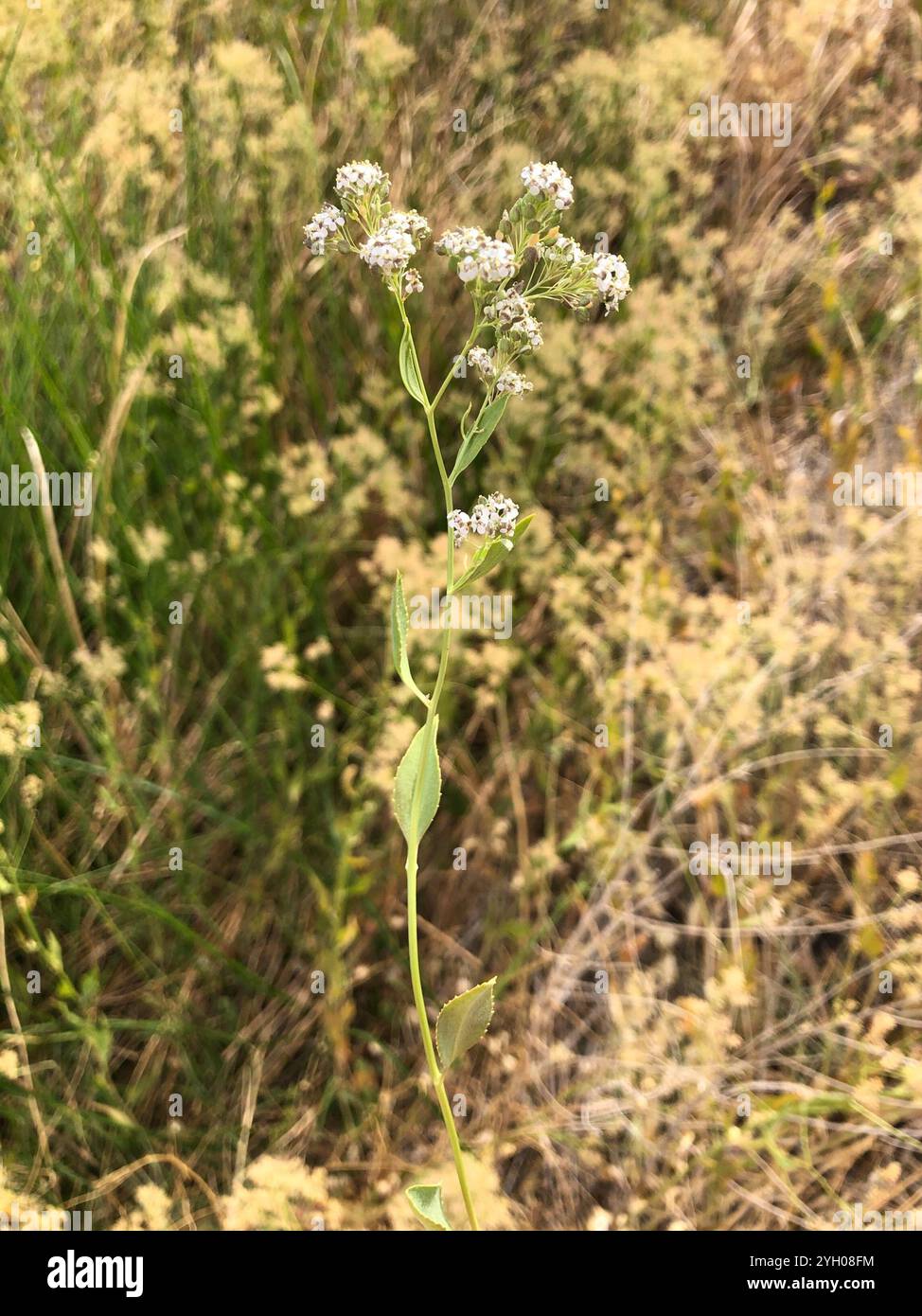 broadleaved pepperweed (Lepidium latifolium Stock Photo - Alamy