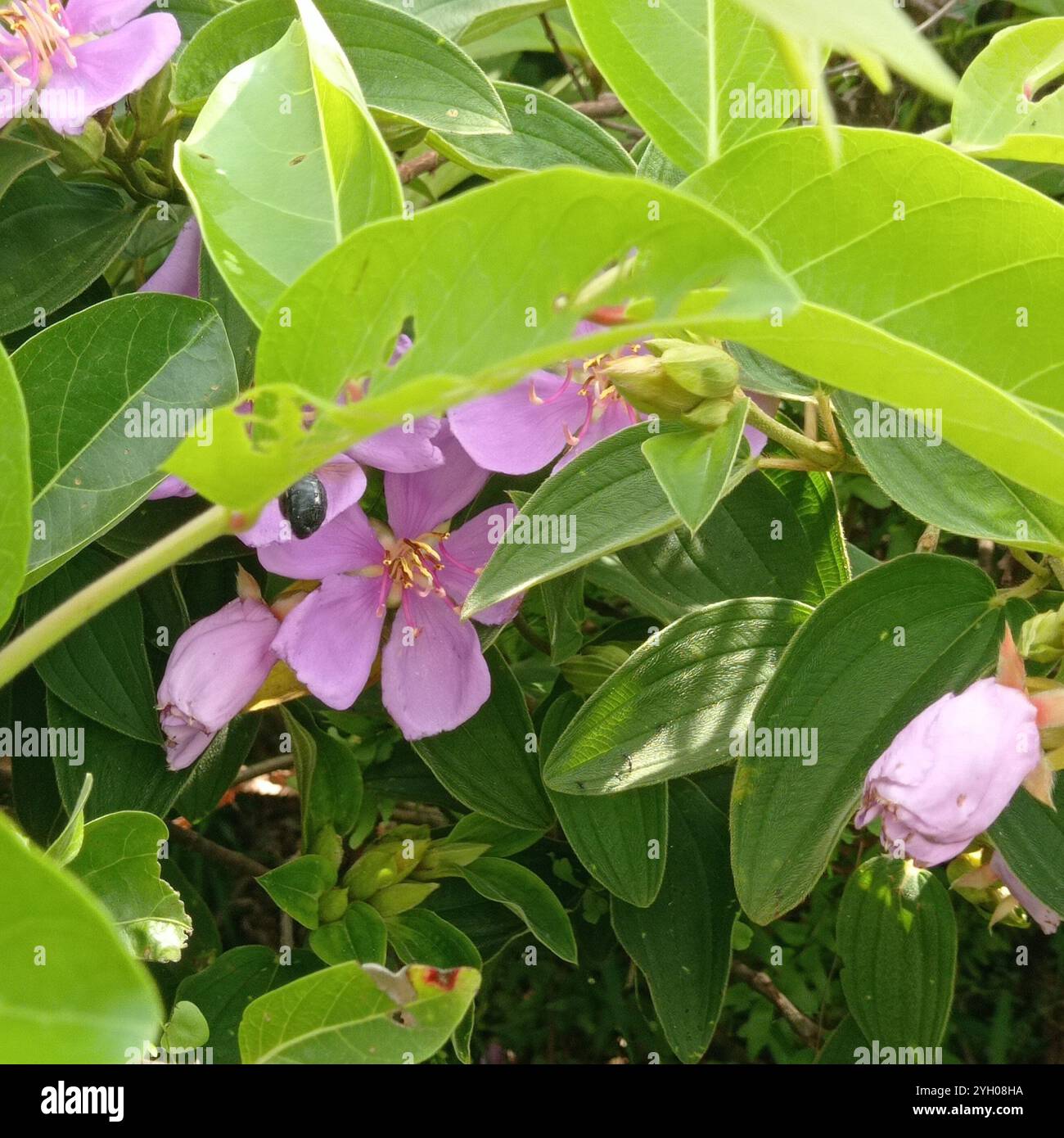 Common Melastoma (Melastoma candidum Stock Photo - Alamy