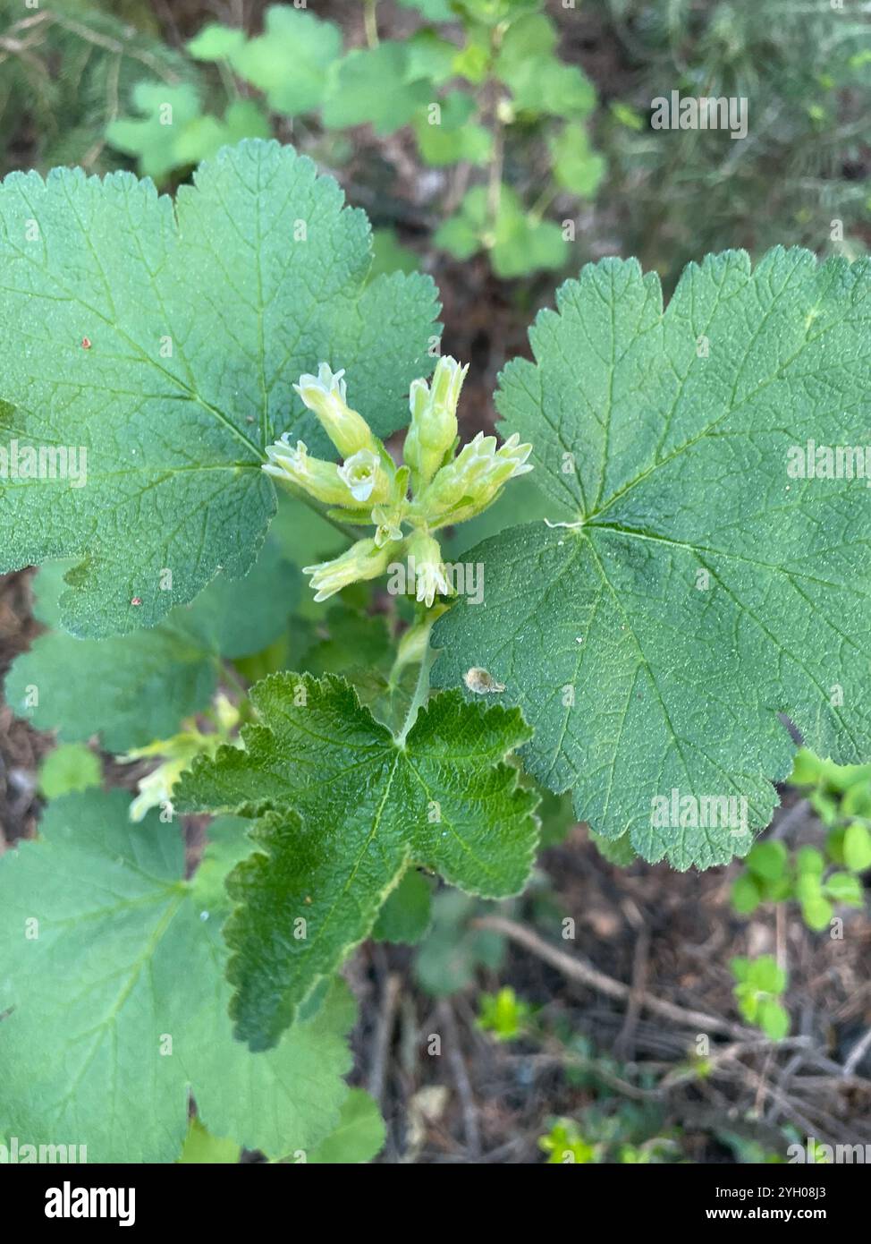 sticky currant (Ribes viscosissimum Stock Photo - Alamy