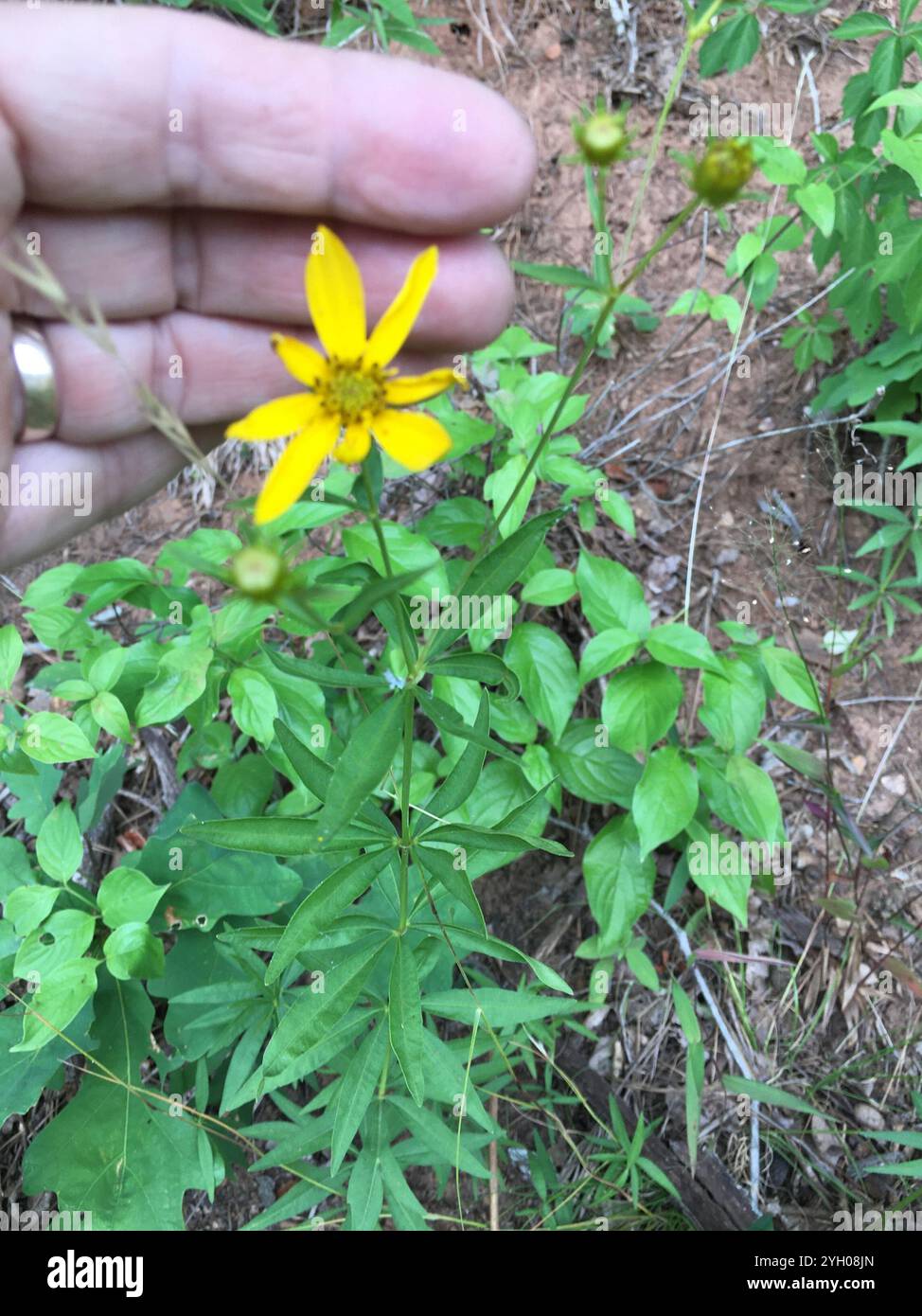 Greater Tickseed (Coreopsis major Stock Photo - Alamy