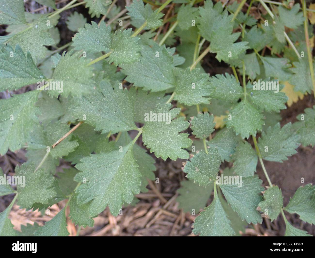 sierran woodbeauty (Drymocallis lactea lactea Stock Photo - Alamy
