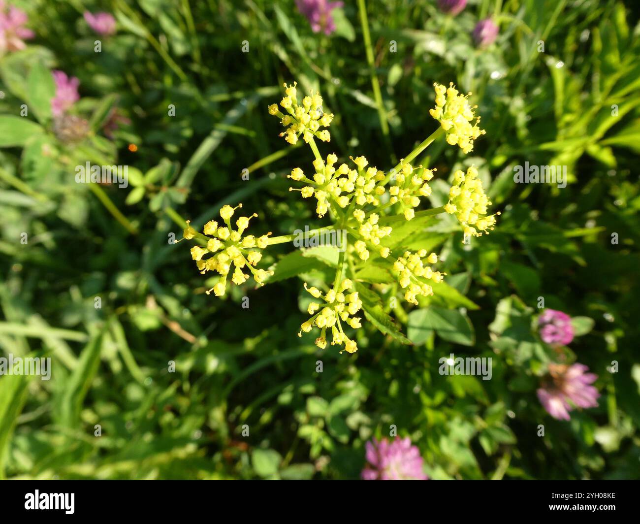 golden Alexanders (Zizia aurea Stock Photo - Alamy