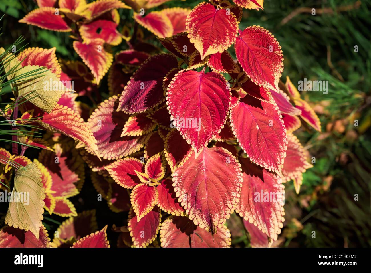 Coleus giant hi-res stock photography and images - Alamy