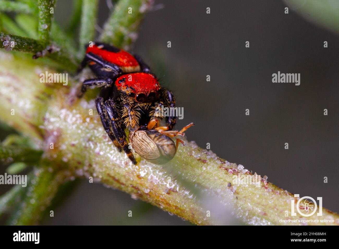 Apache Jumping Spider (Phidippus apacheanus Stock Photo - Alamy