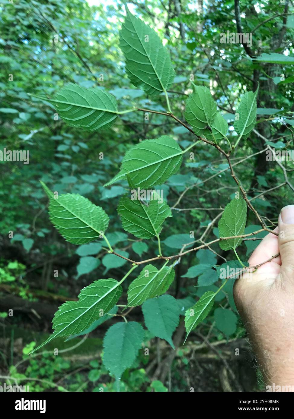 Texas mulberry hi-res stock photography and images - Alamy