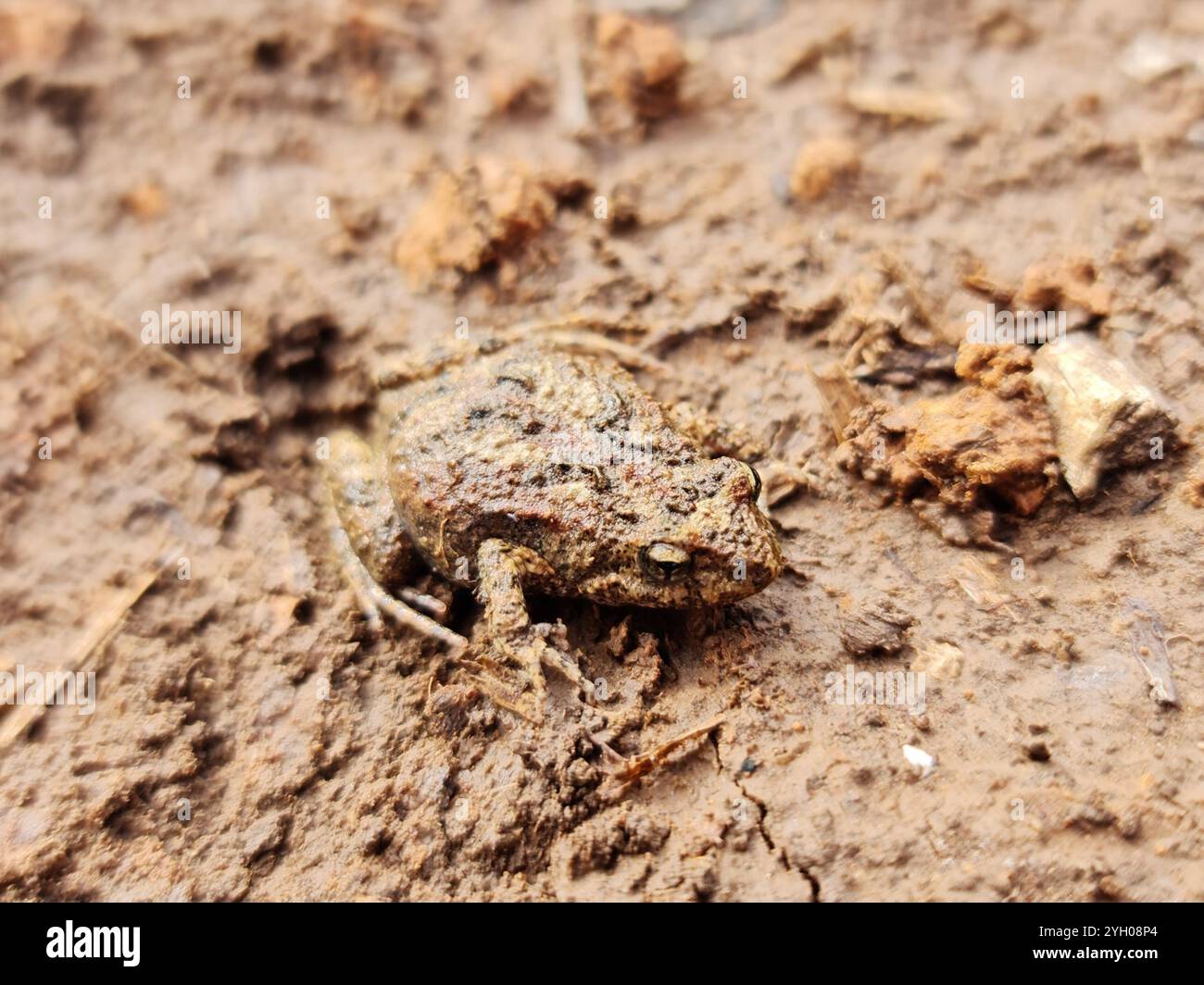Common Eastern Froglet (Crinia signifera Stock Photo - Alamy