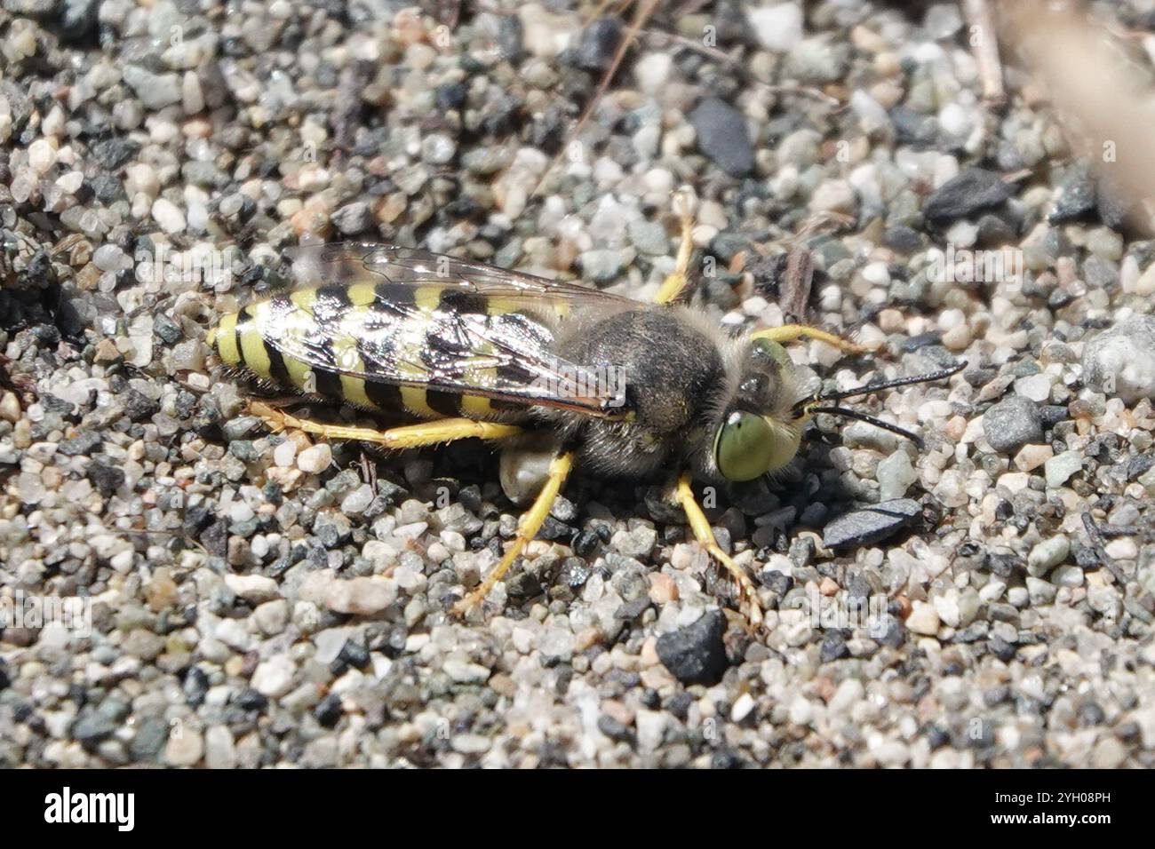 American Sand Wasp (Bembix americana Stock Photo - Alamy