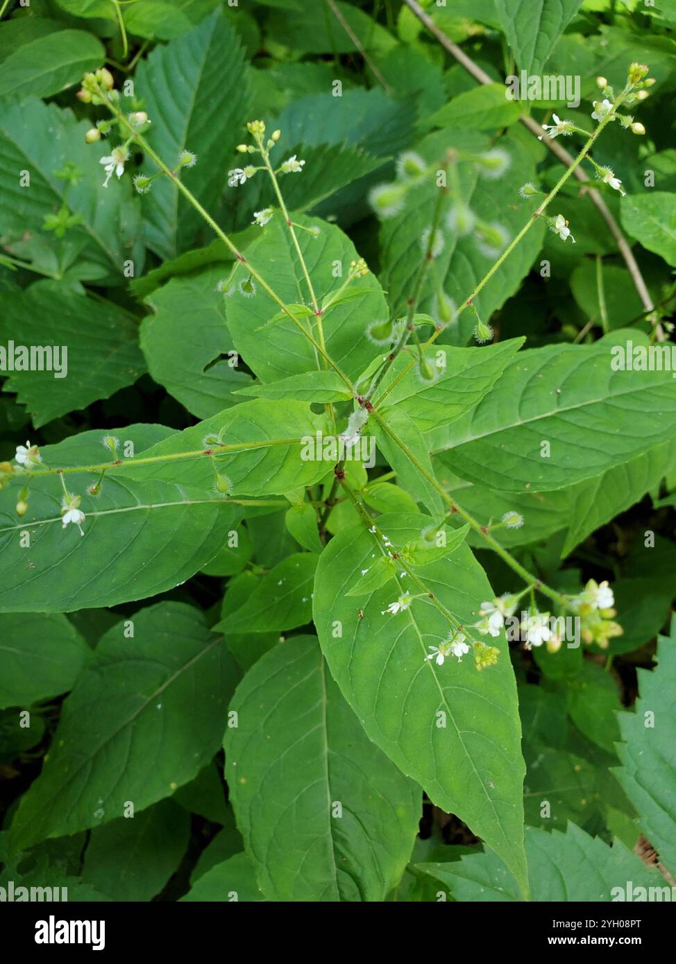 broadleaf enchanter's nightshade (Circaea canadensis Stock Photo - Alamy