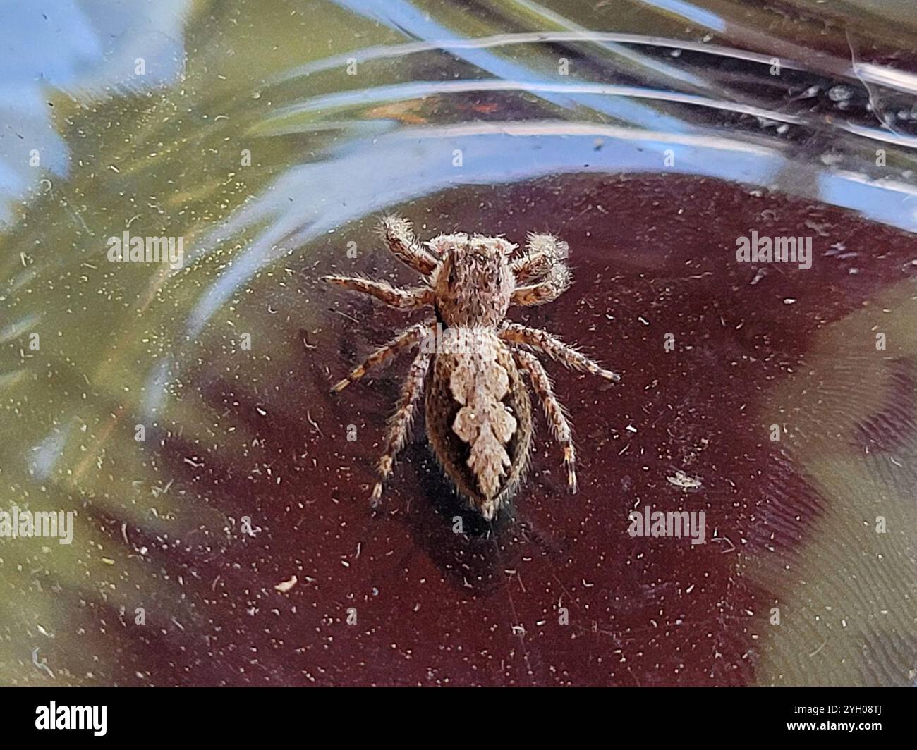 Tan Jumping Spider (Platycryptus undatus Stock Photo - Alamy