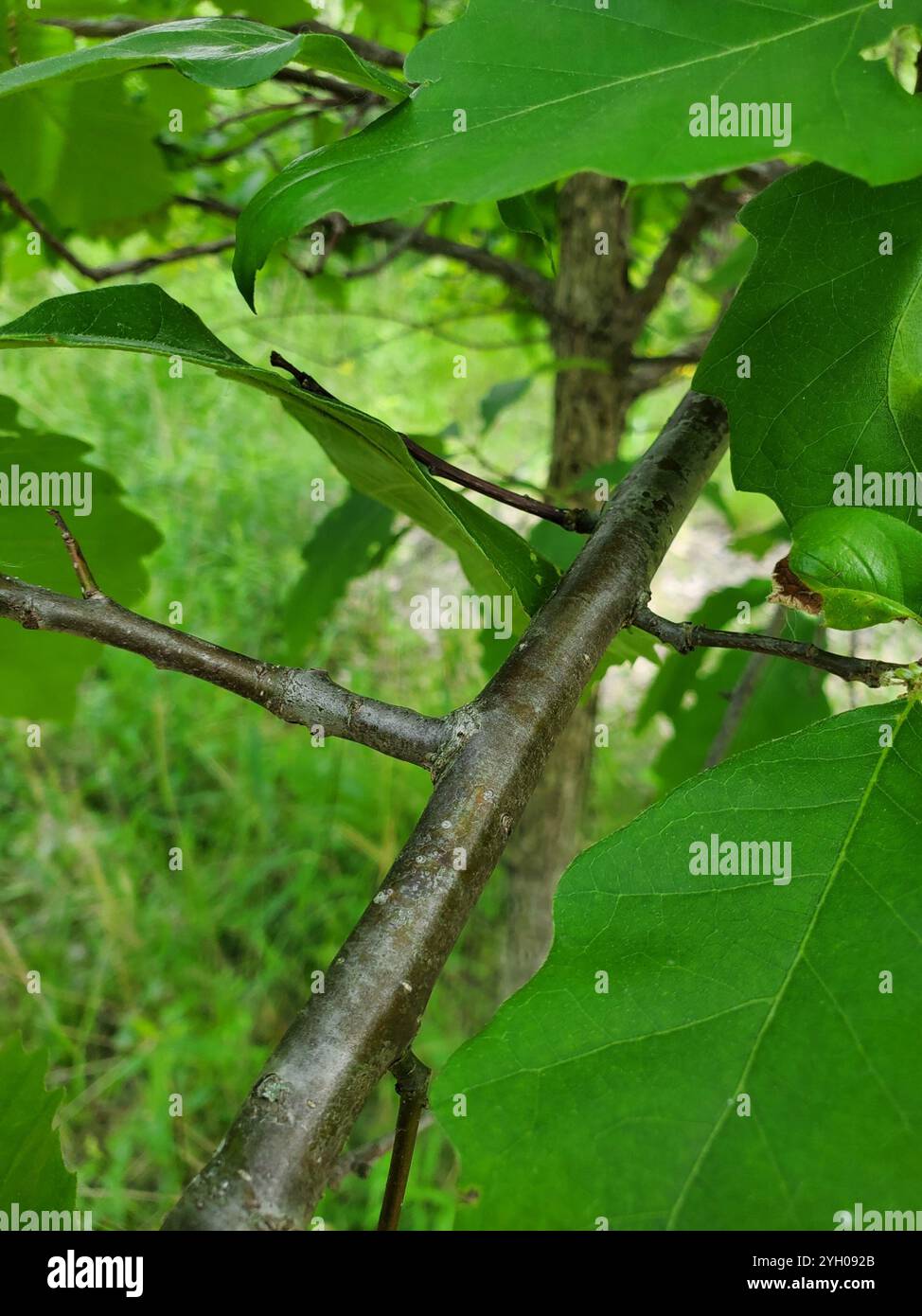 swamp white oak (Quercus bicolor Stock Photo - Alamy