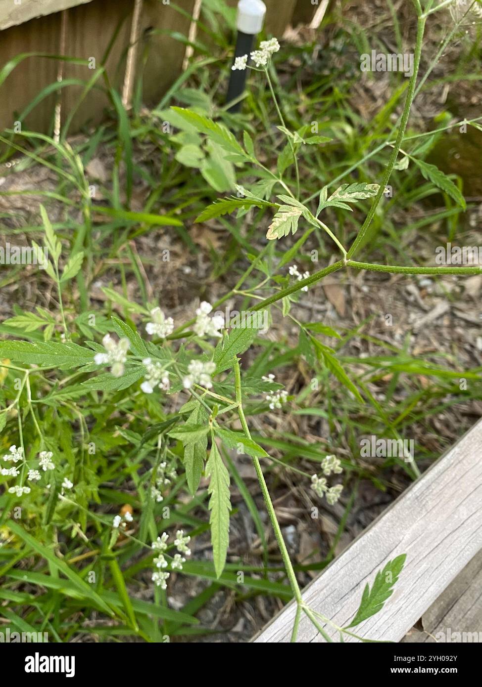 common hedge parsley (Torilis arvensis Stock Photo - Alamy