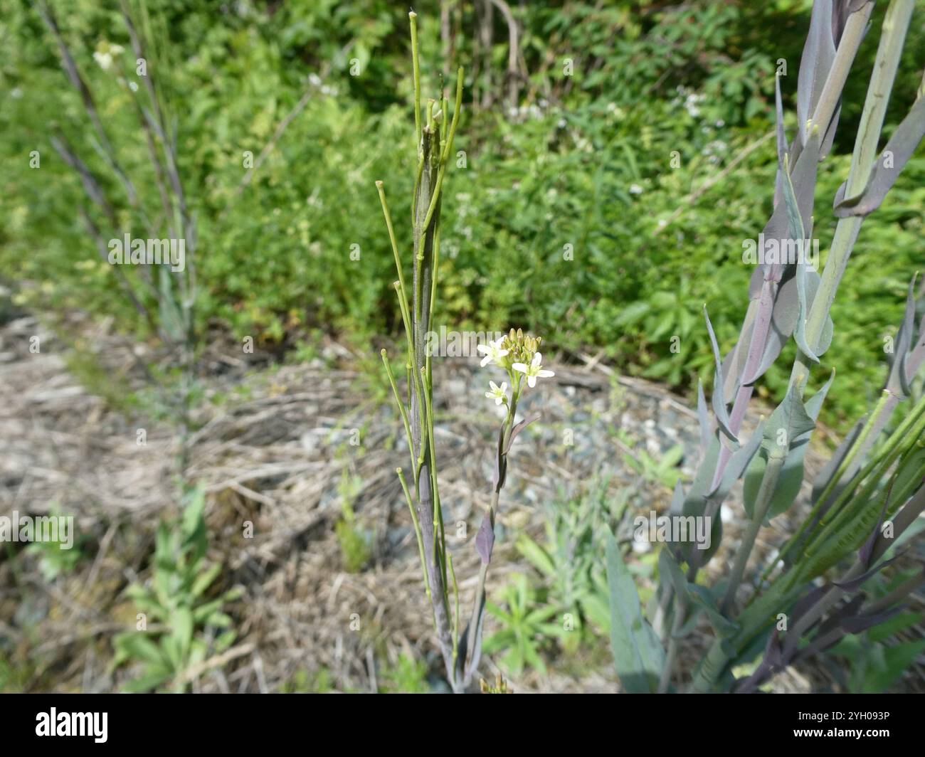 Tower Mustard (Turritis glabra Stock Photo - Alamy