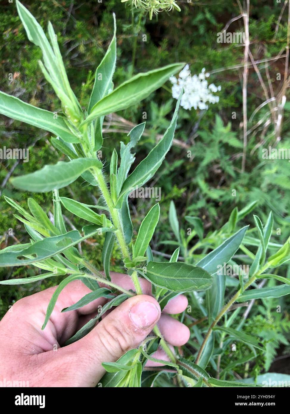 Nashville Camphorweed (Heterotheca camporum glandulissima Stock Photo ...