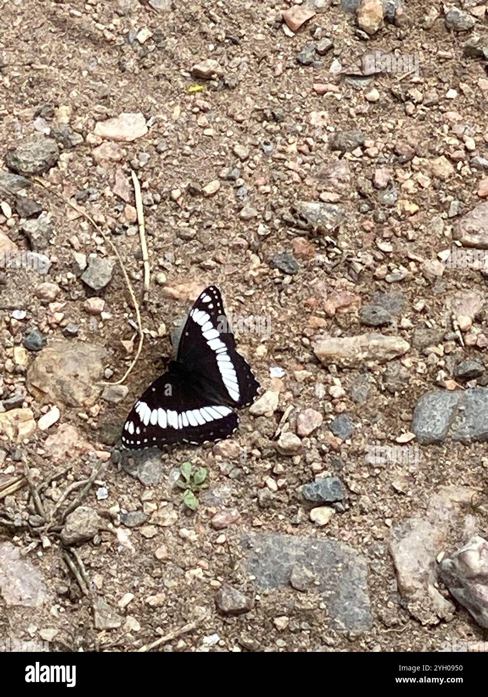 Limenitis weidemeyerii hi-res stock photography and images - Alamy