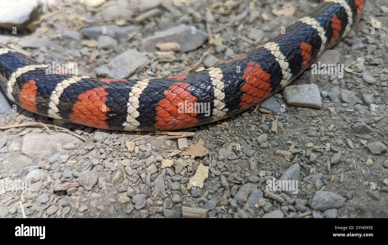 Coast Mountain Kingsnake (Lampropeltis multifasciata Stock Photo - Alamy