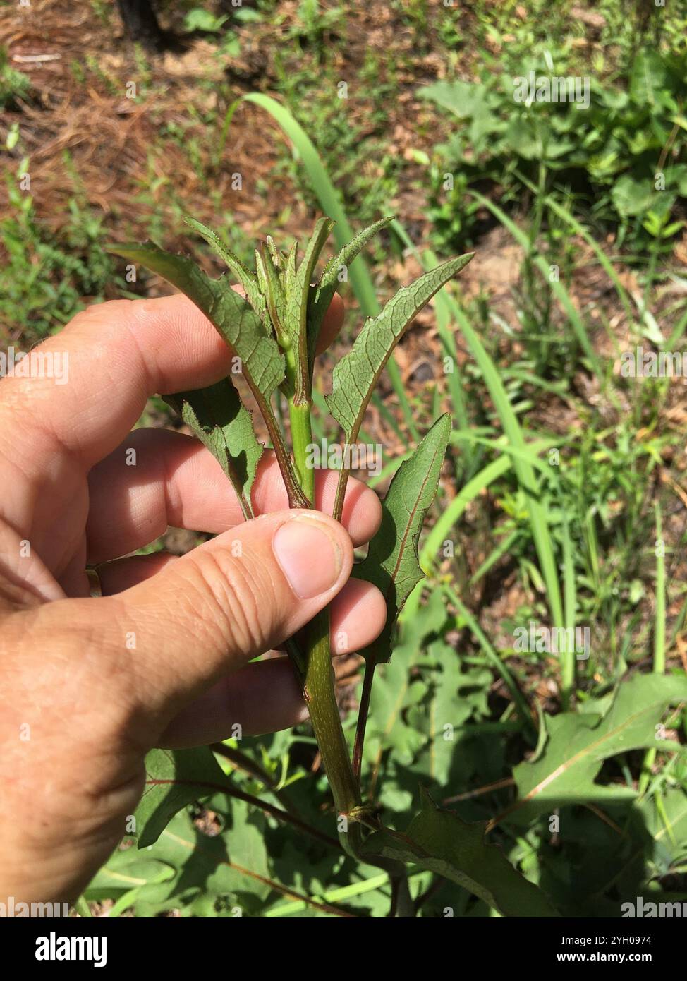 Kidney-leaf Rosinweed (Silphium compositum Stock Photo - Alamy