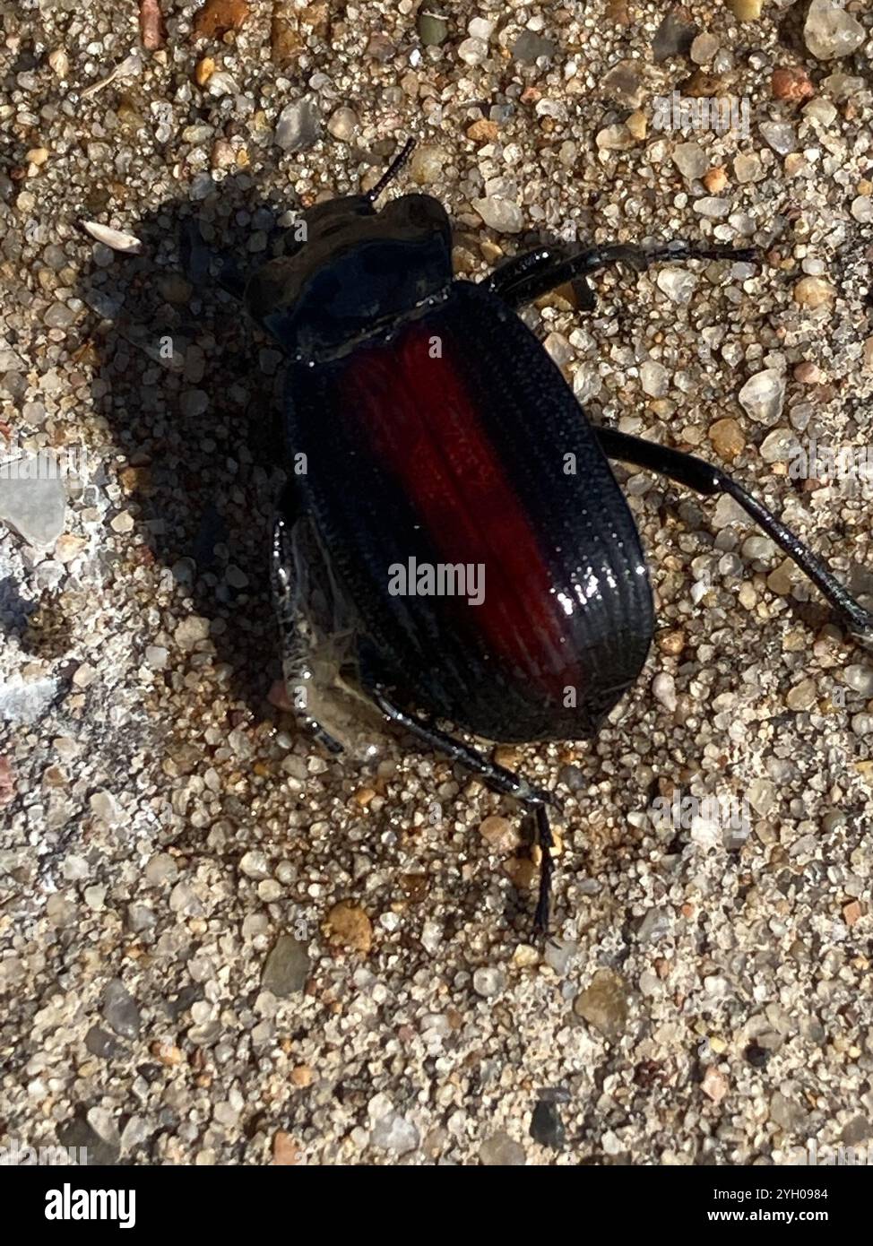 Red backed beetle hi-res stock photography and images - Alamy