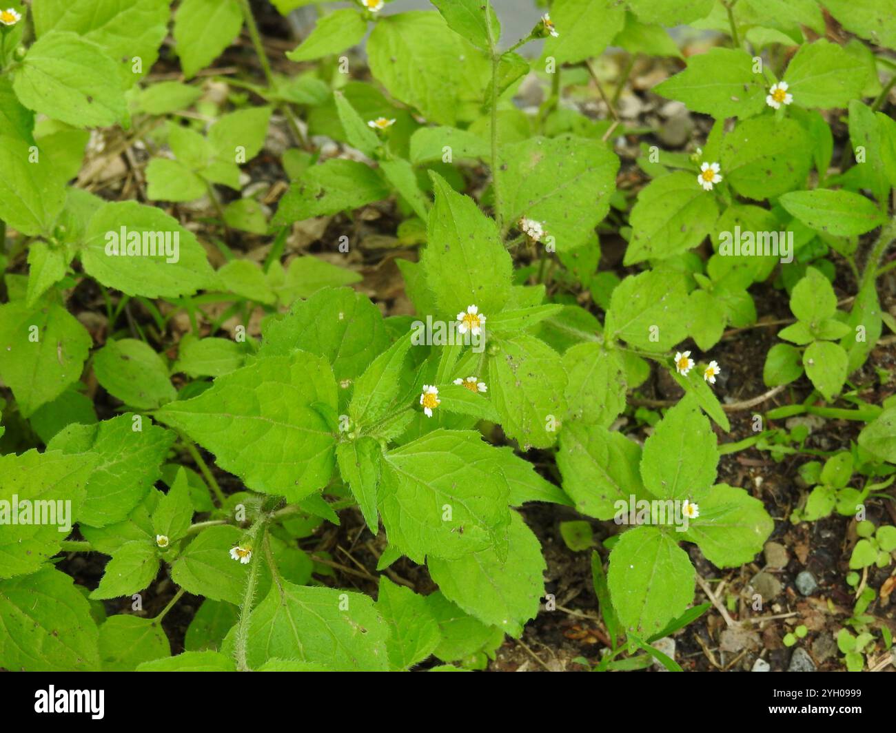 shaggy soldier (Galinsoga quadriradiata Stock Photo - Alamy