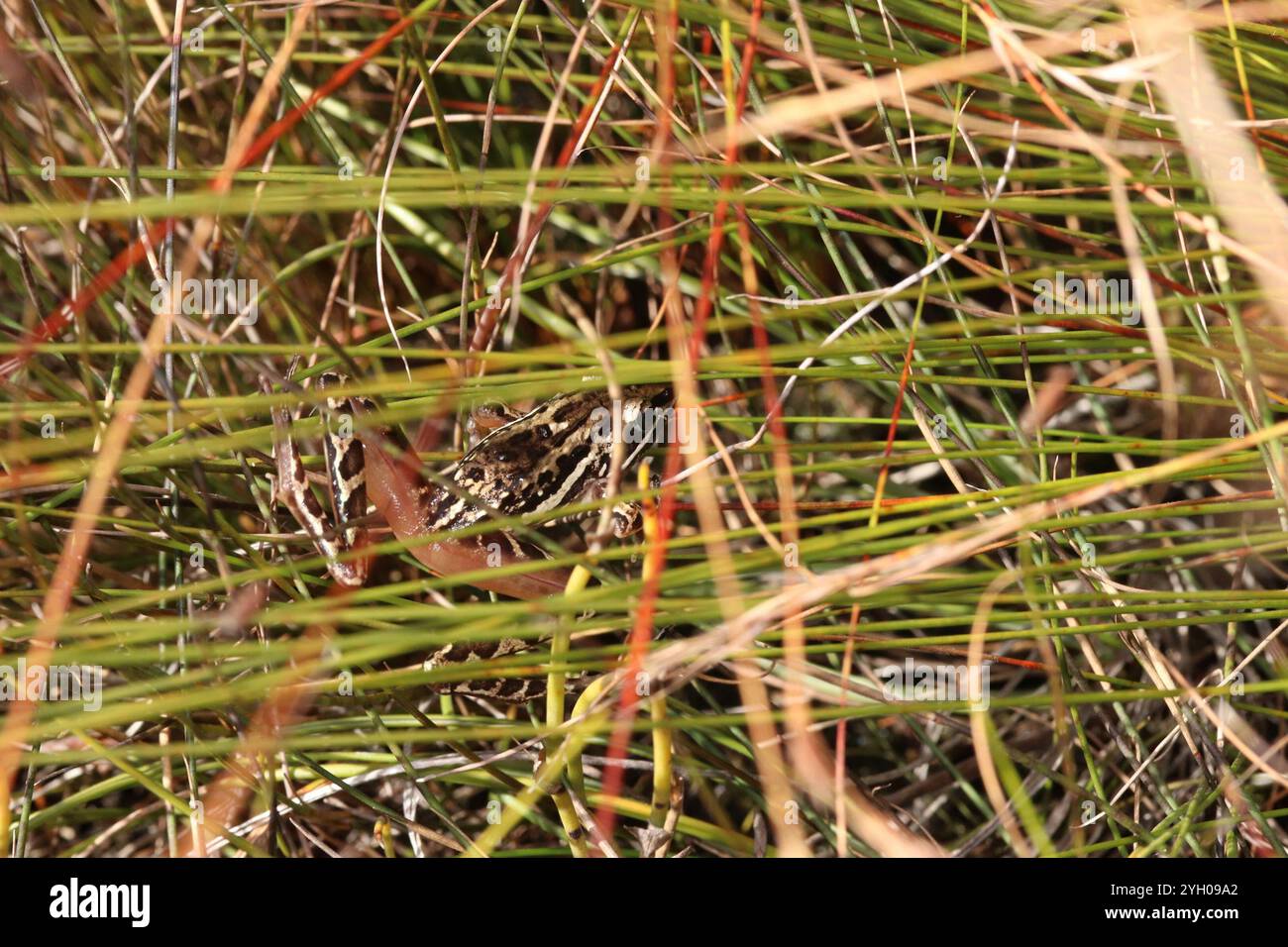 Banded stream frog hi-res stock photography and images - Alamy