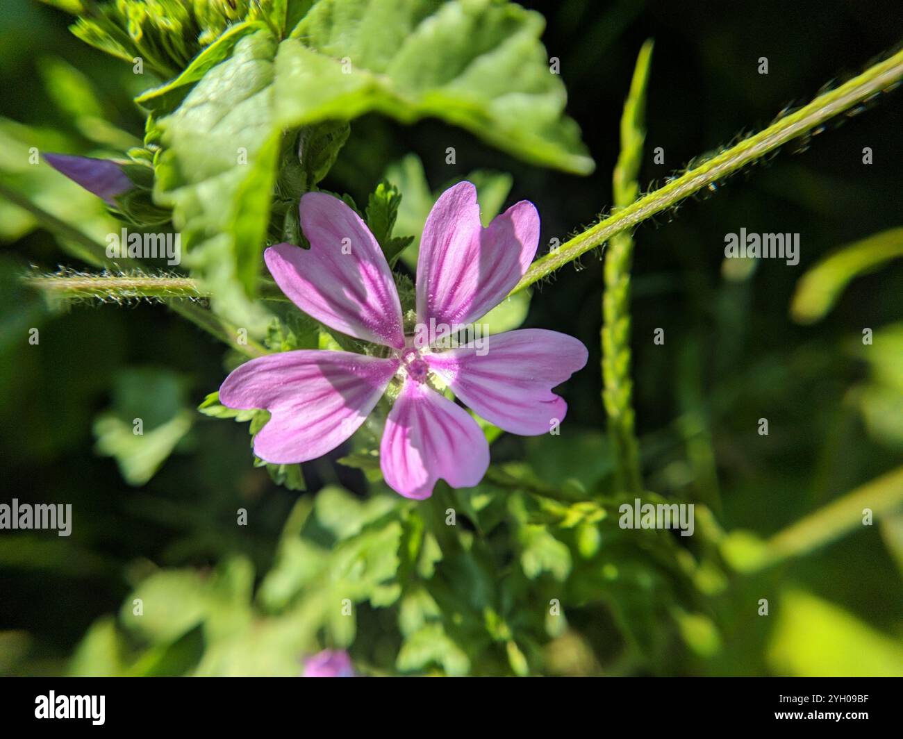 Common Mallow (Malva sylvestris Stock Photo - Alamy