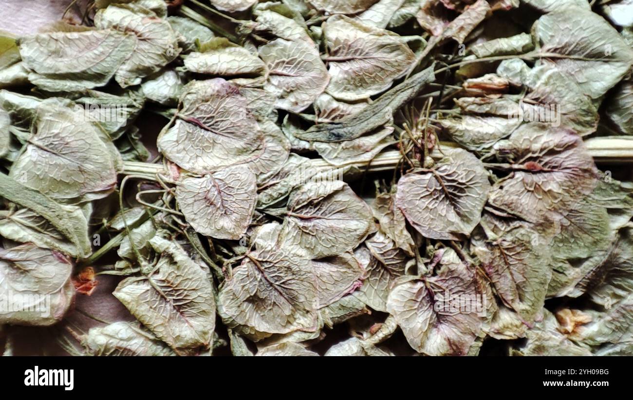 Patience Dock (Rumex patientia Stock Photo - Alamy