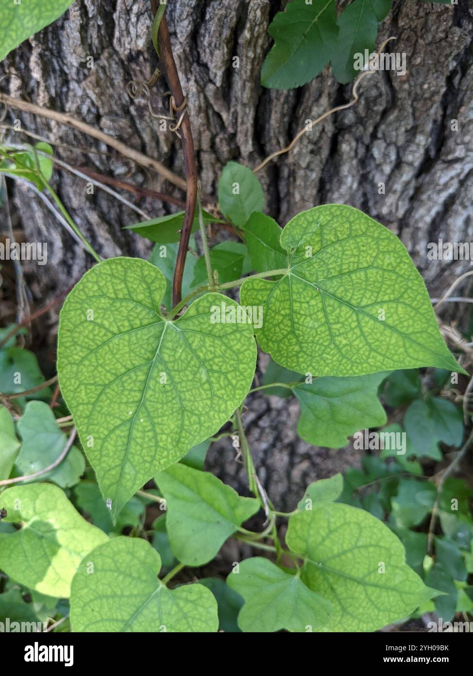 Pearl Milkweed (Matelea reticulata Stock Photo - Alamy