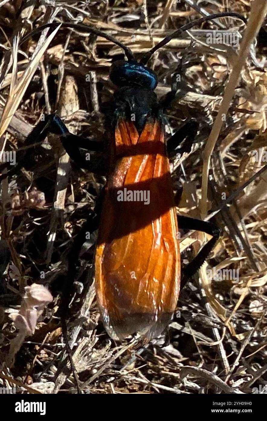 Thisbe's Tarantula-hawk Wasp (Pepsis thisbe Stock Photo - Alamy
