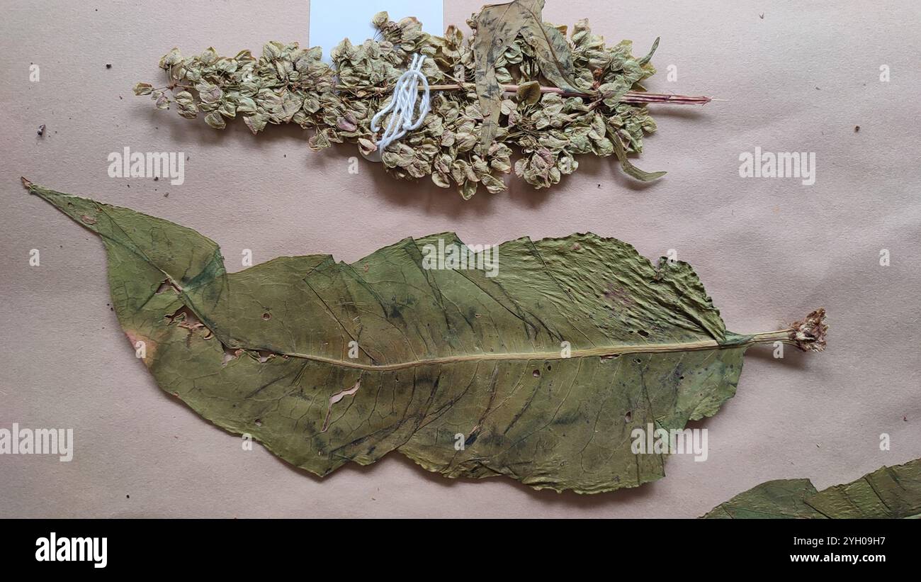 Patience Dock (Rumex patientia Stock Photo - Alamy