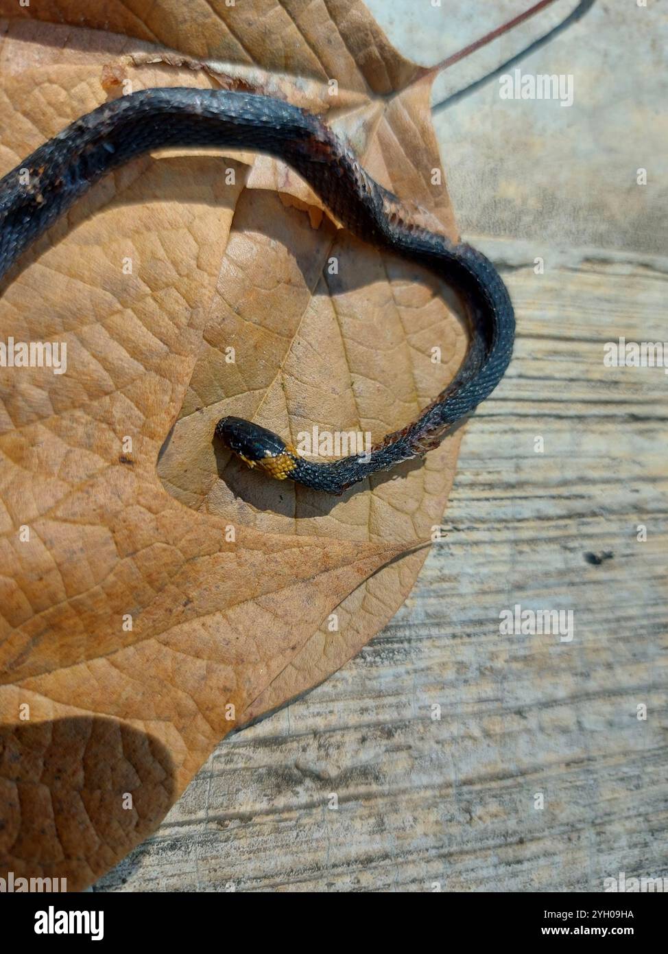 Ninia snake hi-res stock photography and images - Alamy
