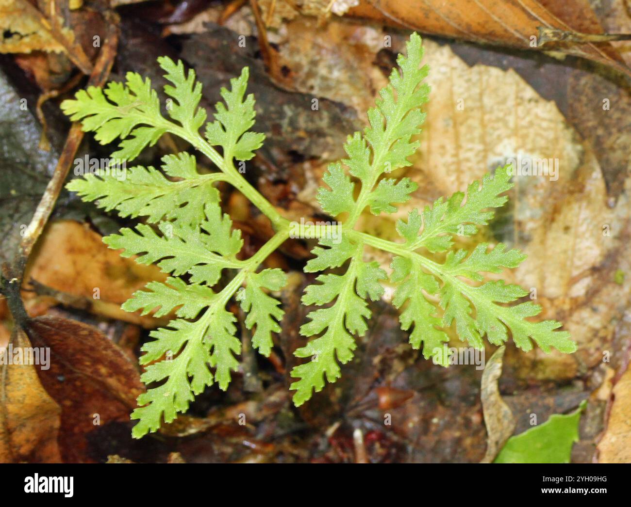 Cutleaf Grapefern (Sceptridium dissectum Stock Photo - Alamy