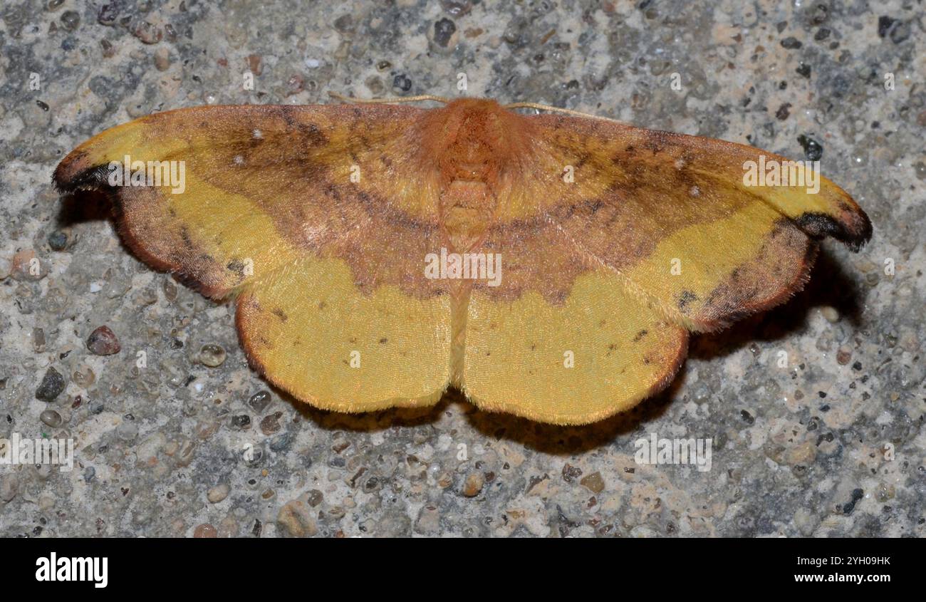 Rose Hooktip (Oreta rosea Stock Photo - Alamy