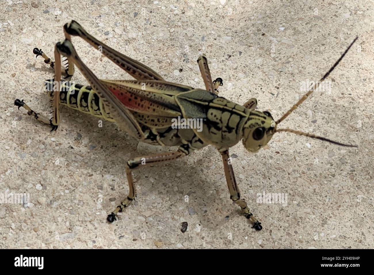 Eastern Lubber Grasshopper (Romalea microptera Stock Photo - Alamy