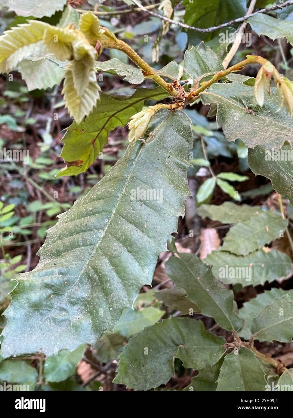 Tanoak (Notholithocarpus densiflorus Stock Photo - Alamy