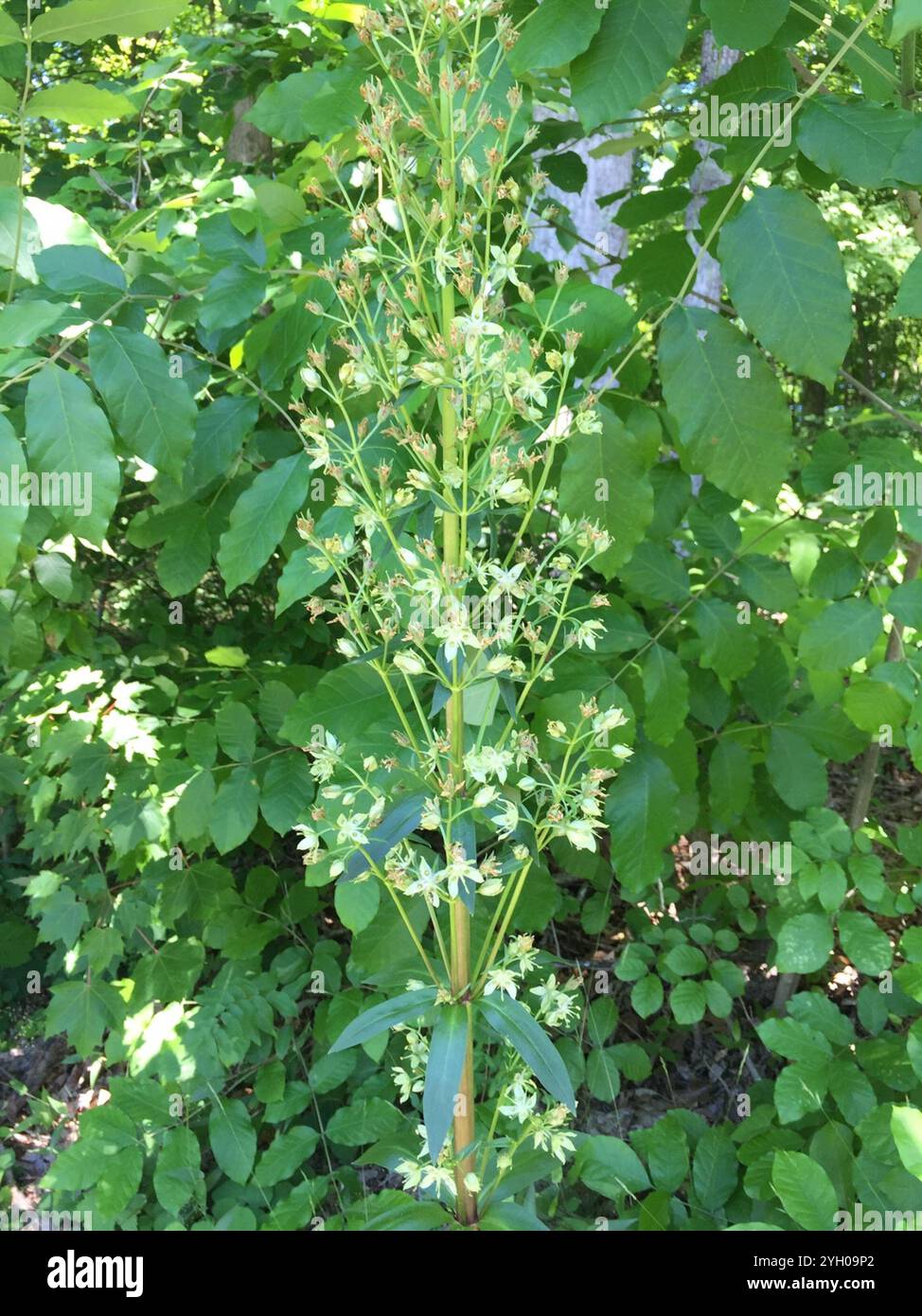 American columbo (Frasera caroliniensis Stock Photo - Alamy